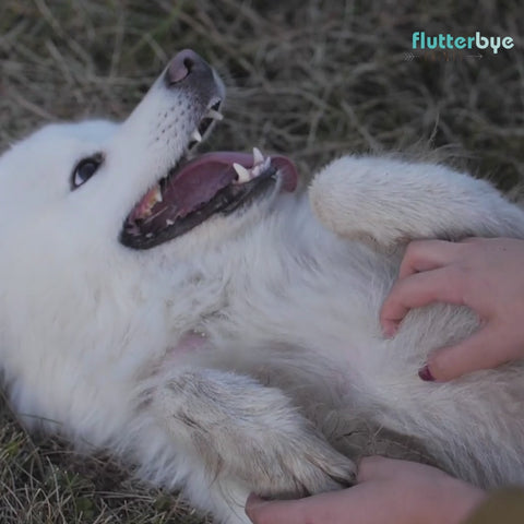 Custom Pet Nose Print Memorial Art | How to Get Dog Nose Print Easy Way – Flutterbye Prints